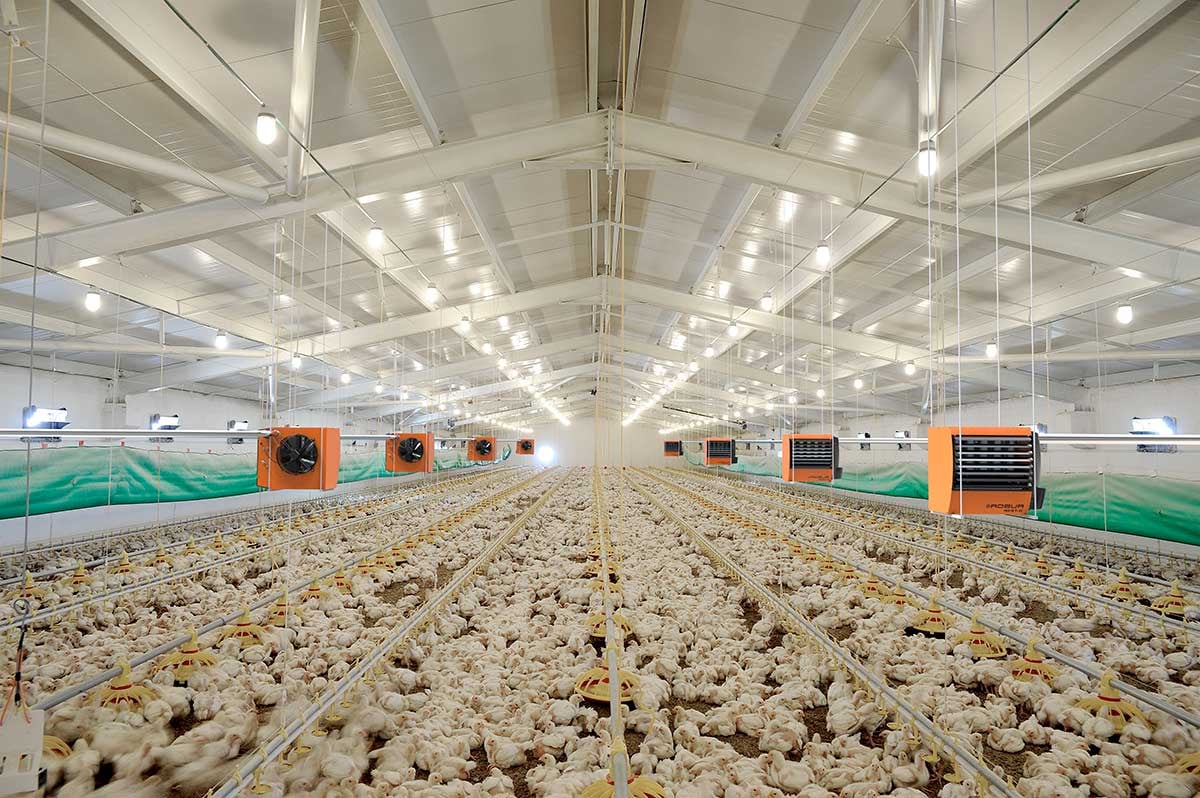 Next-G Poultry, Gas Unit Heaters for the Poultry Sector